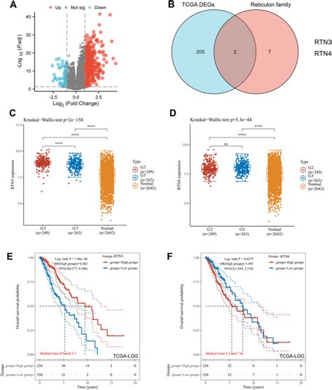 The Overexpression Of Rtn4 Significantly Associated With An Unfavourable Prognosis In Patients