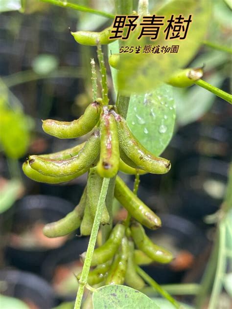 525生態植物園野青樹美洲木藍野木藍植物染染料角紋小灰蝶幼蟲食草蝴蝶食草觀花或藥用植物 露天市集 全台最大的網路購物市集