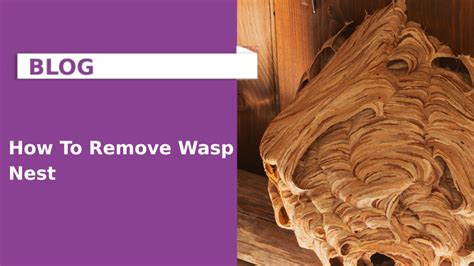 How To Remove Wasp Nest Just Inspections Melbourne