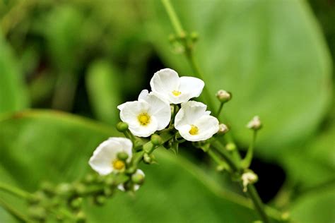 ต้นไม้ปลูกในบ่อปลา 10 ไม้น้ำปลูกตกแต่งอ่างปลา