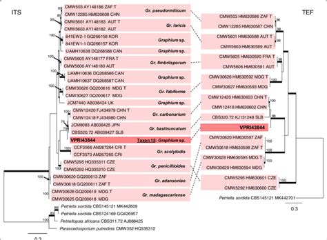 Ml Phylogenies Of Graphium Isolates Generated From Its And Tef Sequence