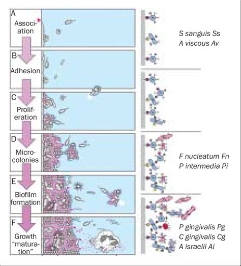Stages Of Biofilm Formation In Oral Environment 7 Download
