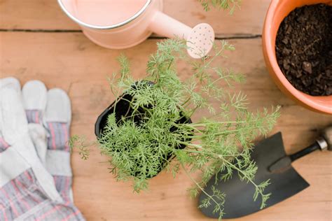 Growing Dill Plants Care Tips How To Grow Dill Plant Akapv