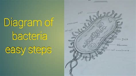 How To Draw Diagram Of Bacteria Easy Steps Youtube