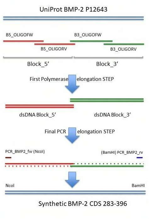 Schematic Representation Of The Construct Used To Express The Human Download Scientific Diagram