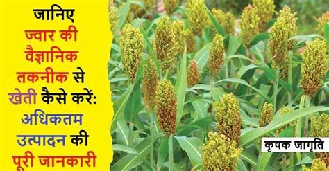 Sorghum Cultivation In Hindi जाने ज्वार की खेती कैसे करें