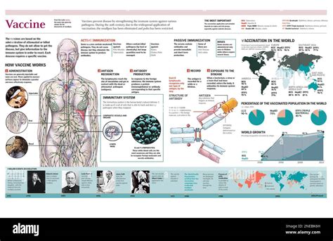 Infographics Of The Performance Of A Vaccine On The Human Body And Data About Worldwide