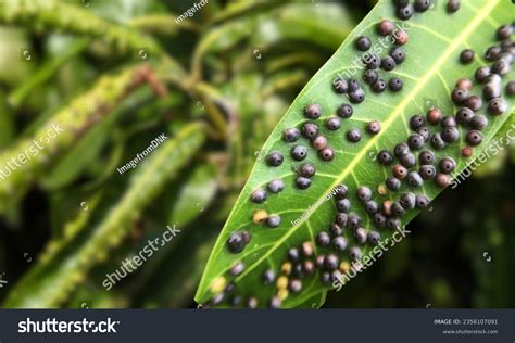 Mango Leaf Bacterial Blight 14 Images Photos De Stock Objets 3d Et Images Vectorielles