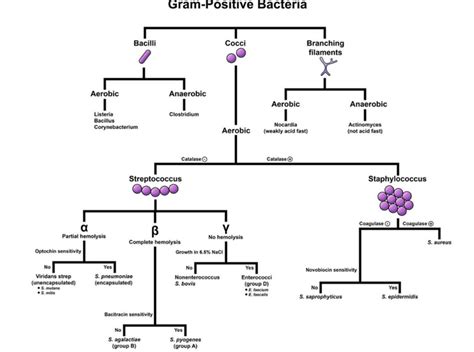 Gram Negative Bacteria Classification