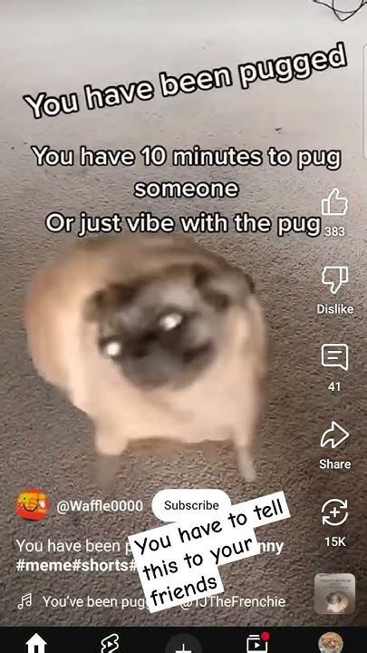 You Got Pugged Meme Funny Pug Youtube