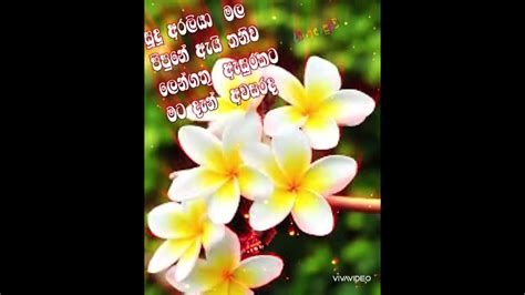 සුදු අරලියා මල පිපුනේ ඇයි තනිව ලෙන්ගතු ඇසුරකට මට දැන් අවසරද 🌸🌸🌸🌸🌸 Youtube