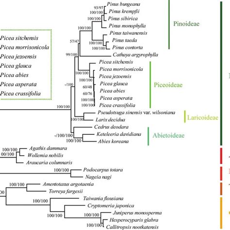 Phylogenetic Tree Inferred Via Maximum Likelihood And Parsimony Using Download Scientific