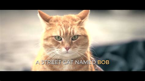 流浪猫鲍勃 高清图片，堆糖，美图壁纸兴趣社区