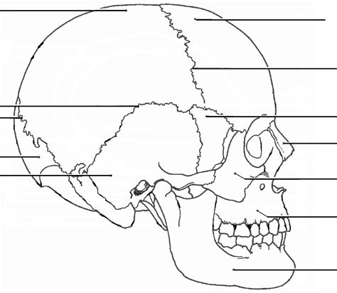 Chapitre 7 Vue Latérale De La Tête Diagram Quizlet