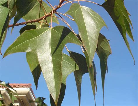 Find Plants Bottle Tree