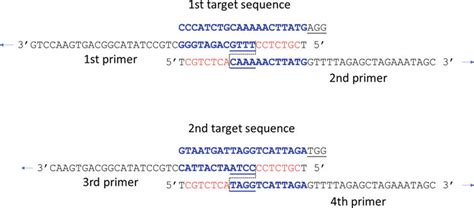 Illustration Of Primer Design For The First Two Sgrnas In Six Sgrna Illustration Of Primer Design For The First Two Sgrnas In Six Sgrna