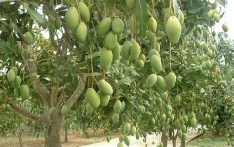 သရက်သီးစိမ်းပေါ်ချိန် ဈေးကွက်အတွင်း‌ ဈေးကောင်းရရှိနေ Information And Public Relations Department