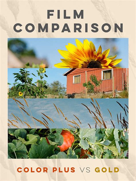 Film Comparison Kodak Gold Vs Kodak Color Plus