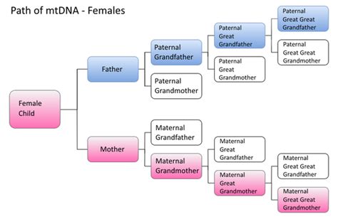 Pin On Dna Inheritance Charts For Genetic Genealogy