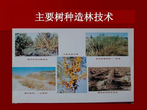 第七章 树种造林技术word文档在线阅读与下载无忧文档