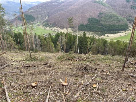 Сигнал за незаконна сеч Защити Гората