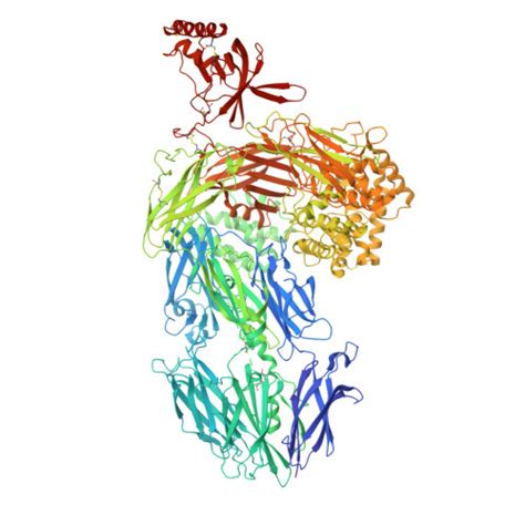 Rcsb Pdb 5i5k Structure Of Complement C5 In Complex With Eculizumab