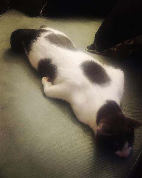 Anyone Else Have A Derpy Kitty R Cats