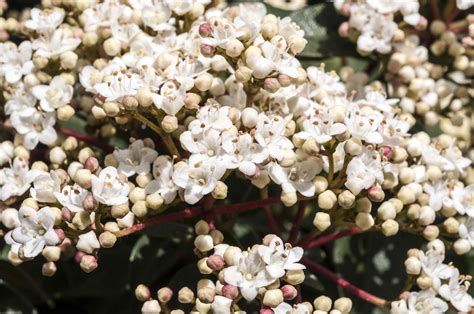 12 Species Of Viburnum Shrubs