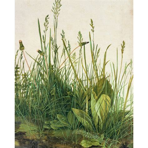 Kunstdruck Fototapete Albrecht Dürer Das Große Rasenstück Als