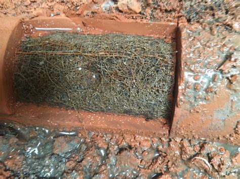 How To Detect Repair Tree Roots In The Sewer Line