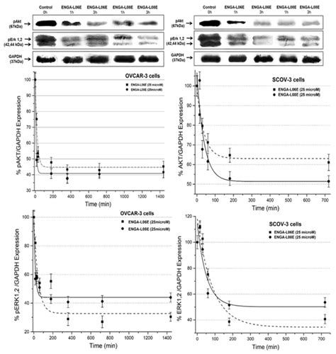 Expression Western Blots And Quantification Inhibition Curves