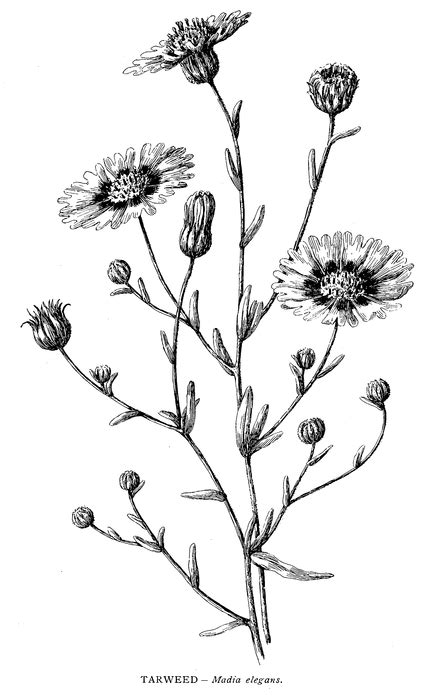 The Project Gutenberg Ebook Of The Wild Flowers Of Califorina By Mary