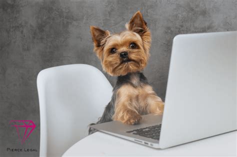 Updates On BOI Reporting Deadlines What Small Business Owners Need To Know Pierce Legal Group