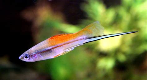 10 Types Of Pencil Fish And What They Need