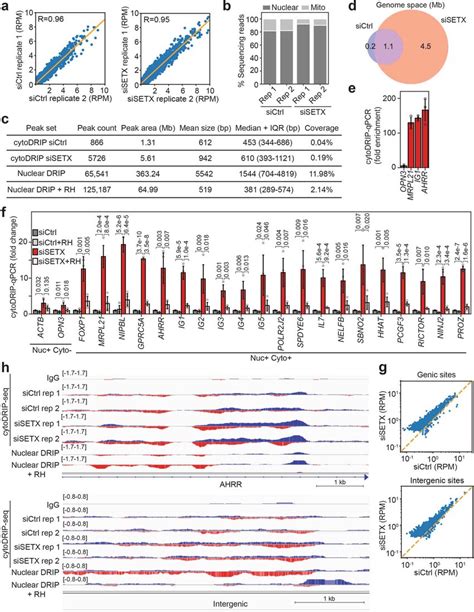 Cytoplasmic Rna Dna Hybrids Derived From R Loop Processing Activate Download Scientific Diagram