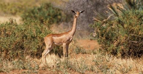 The 16 Animals With The Absolute Longest Legs A Z Animals
