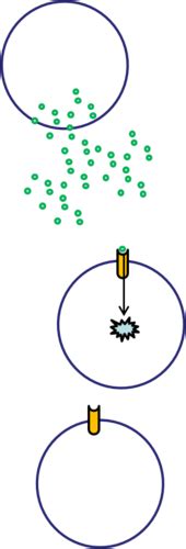 Intercellular And Intracellular Signalling Flashcards Quizlet