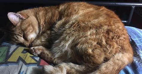 Simba Sleeping On A Pillow Album On Imgur