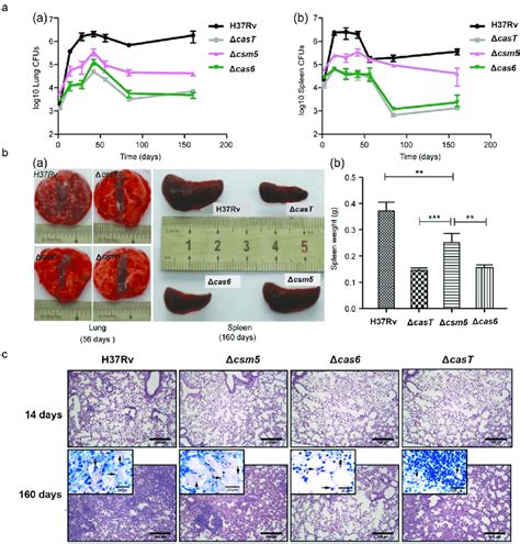 Secreted Mtbcas6 Is An Important Virulence Factor In Mtb Pathogenesis Download Scientific