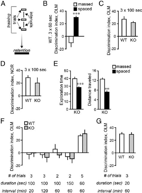 Spaced Training Facilitates Long Term Memory In Wts And Normalizes