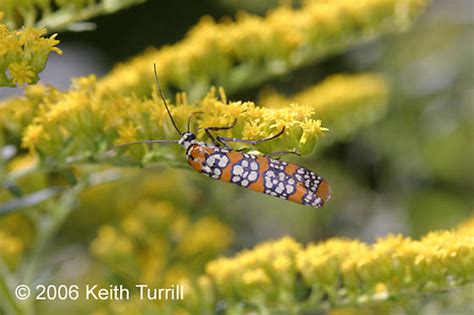 Ailanthus Webworm Moth Atteva Aurea Bugguidenet