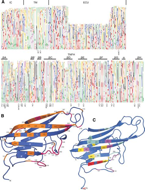 Figure 1 From The Structural Basis Of Hyper Igm Deficiency Cd40l