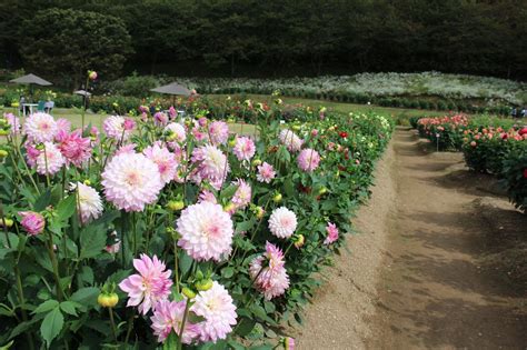 秋田国際ダリア園 観光体験スポット アキタファン