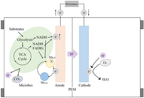 Microbial Fuel Cell Microbial Fuel Cells And Bacterial Power