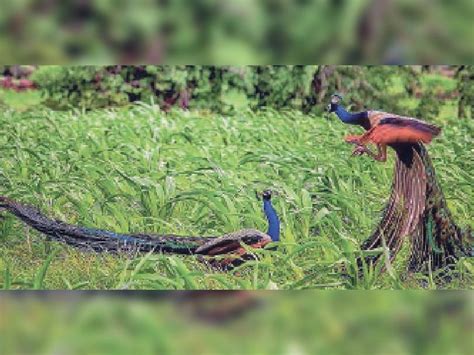This Battle Of Peacocks To Get Lovehow Else Can Anyone Come वन में