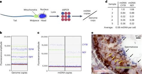 Dr Kalpesh Solanki On Linkedin Molecular Basis For Maternal