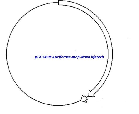 Pgl3 Bre Luciferase Plasmid Pgl3 Bre Luciferase Pgl3 Bre Luciferase Plasmid Pgl3 Bre Luciferase