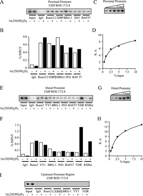 Swi Snf Complexes Bind To The Oc Promoter In Osteoblastic Cells Download Scientific Diagram