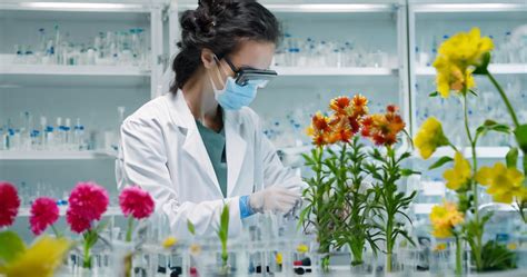 The Testcross A Method To Determine Genotypes •