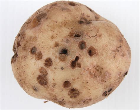 Potatowireworm06zoom Ipm Pest Advisories